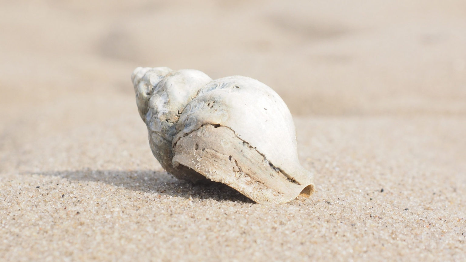Elegantes Sand Gegen Schnecken Bild