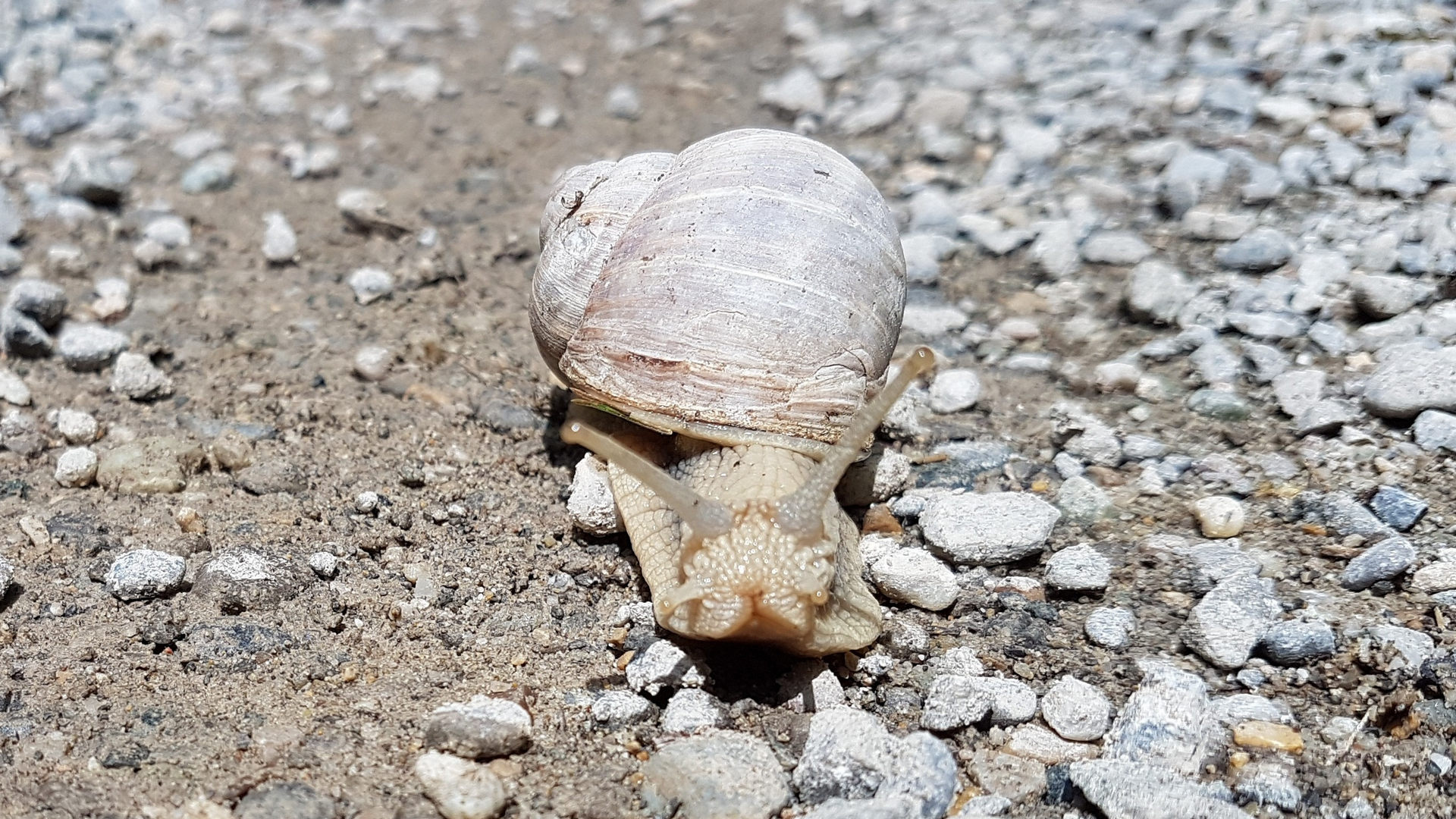 Sand Gegen Schnecken